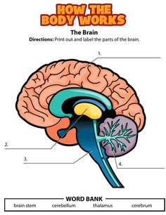 The Nervous System | Create WebQuest