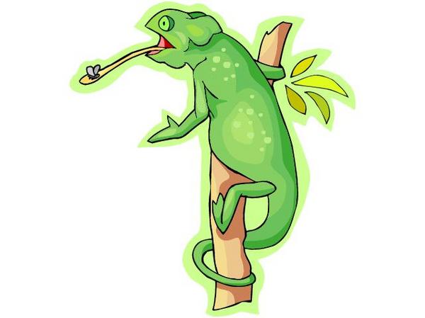 Animal Classification | Create WebQuest