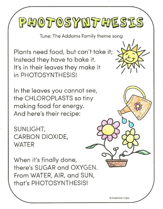 Plants and Photosynthesis! | Create WebQuest