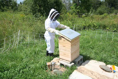 Honey Bees and CCD | Create WebQuest