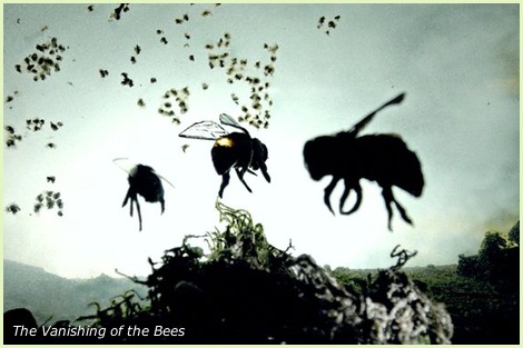 Honey Bees and CCD | Create WebQuest