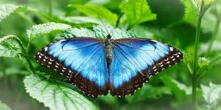 All About Butterflies | Create WebQuest