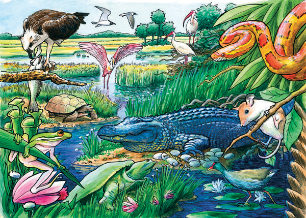Wildlife in the Everglades | Create WebQuest