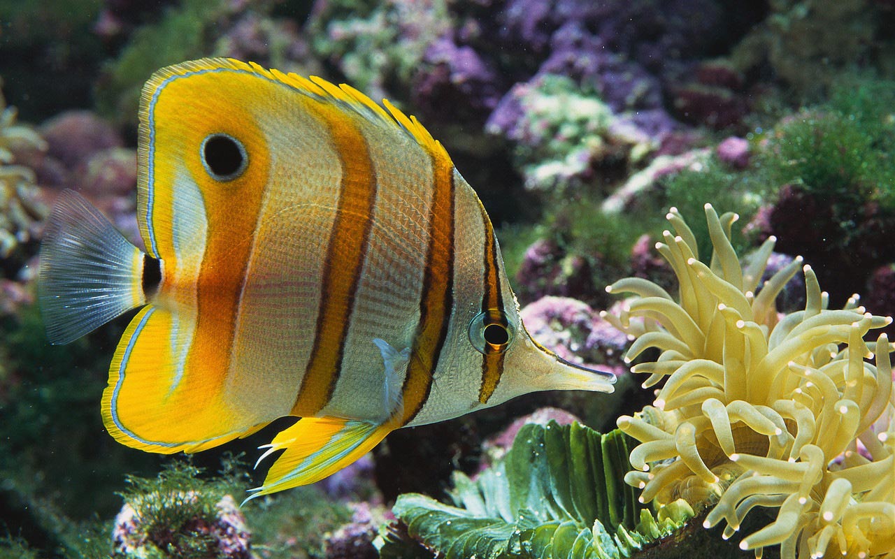 Ocean Animals | Create WebQuest