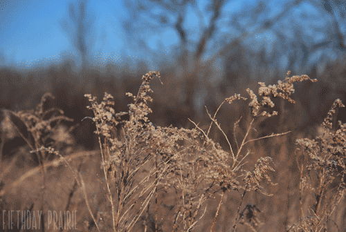 Introduced and Endangered Species | Create WebQuest