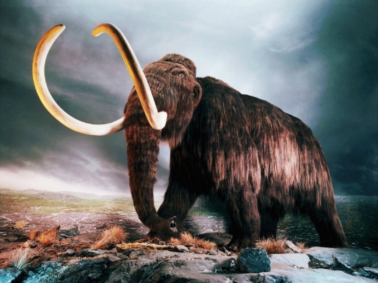 Animal Extinction | Create WebQuest