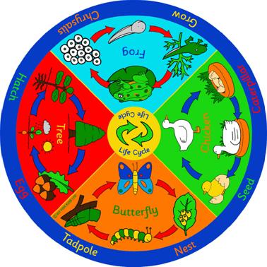Operation: Life Cycles | Create WebQuest