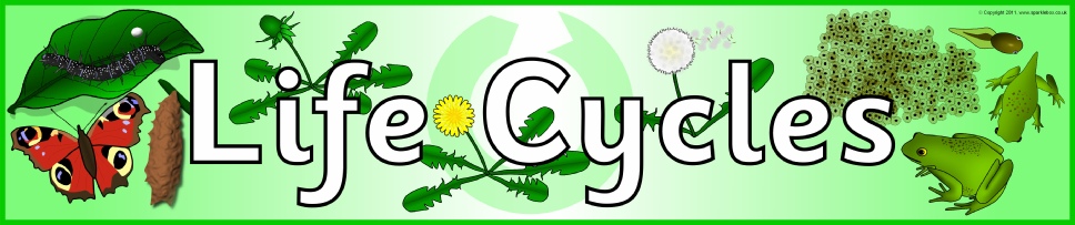 Operation: Life Cycles | Create WebQuest