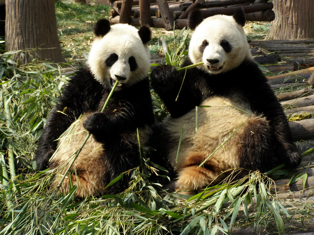 Animal Extinction and Cloning | Create WebQuest